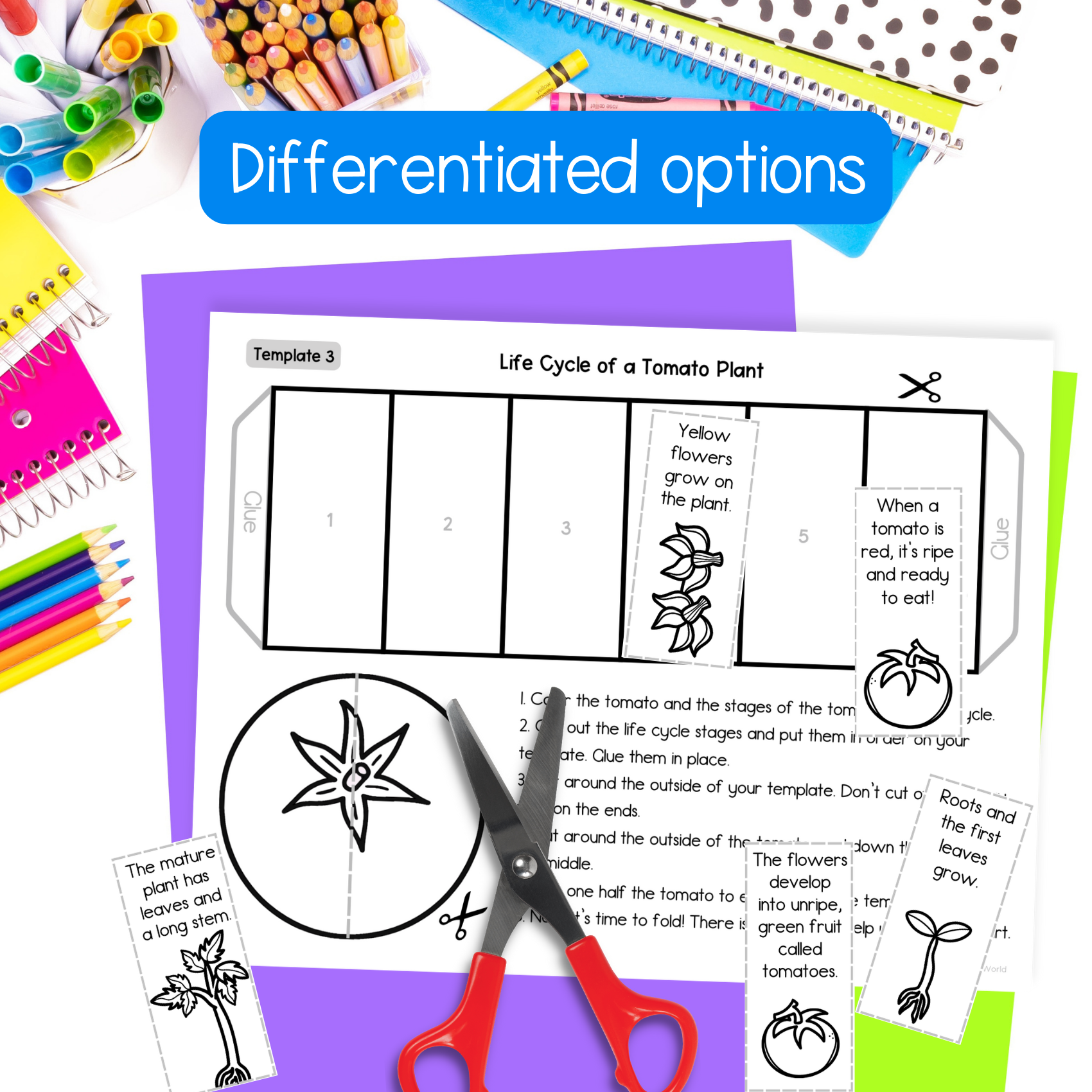 Life cycle of a tomato plant sequence and fold science activity ...