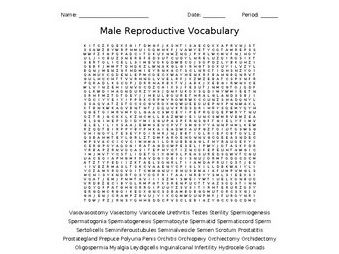 Male Reproductive System Word Search for a Medical Terminology Course ...