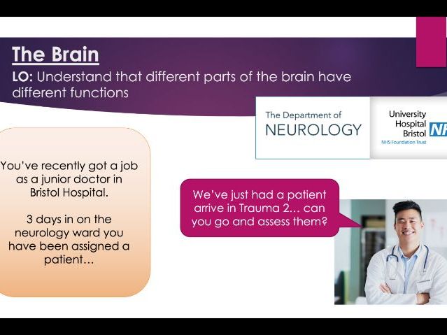 The Brain (KS4) | Teaching Resources