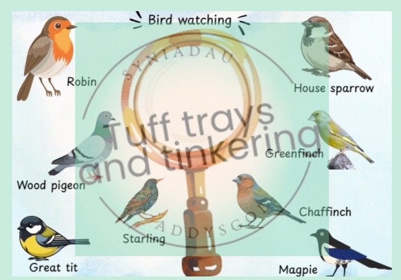 birdwatching week find the bird science nursery reception eyfs ...