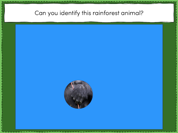 Identifying tropical rainforest animals - KS2 | Teaching Resources