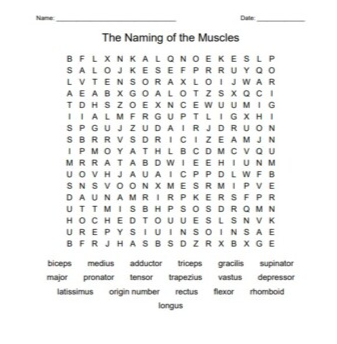 Naming the Muscles Vocabulary Word Searches for Anatomy | Teaching ...