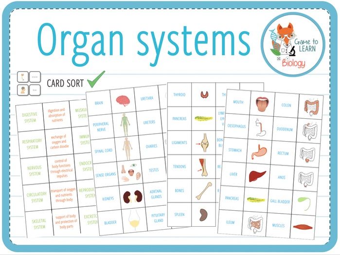 Organ systems - Card sort (KS3/4) | Teaching Resources