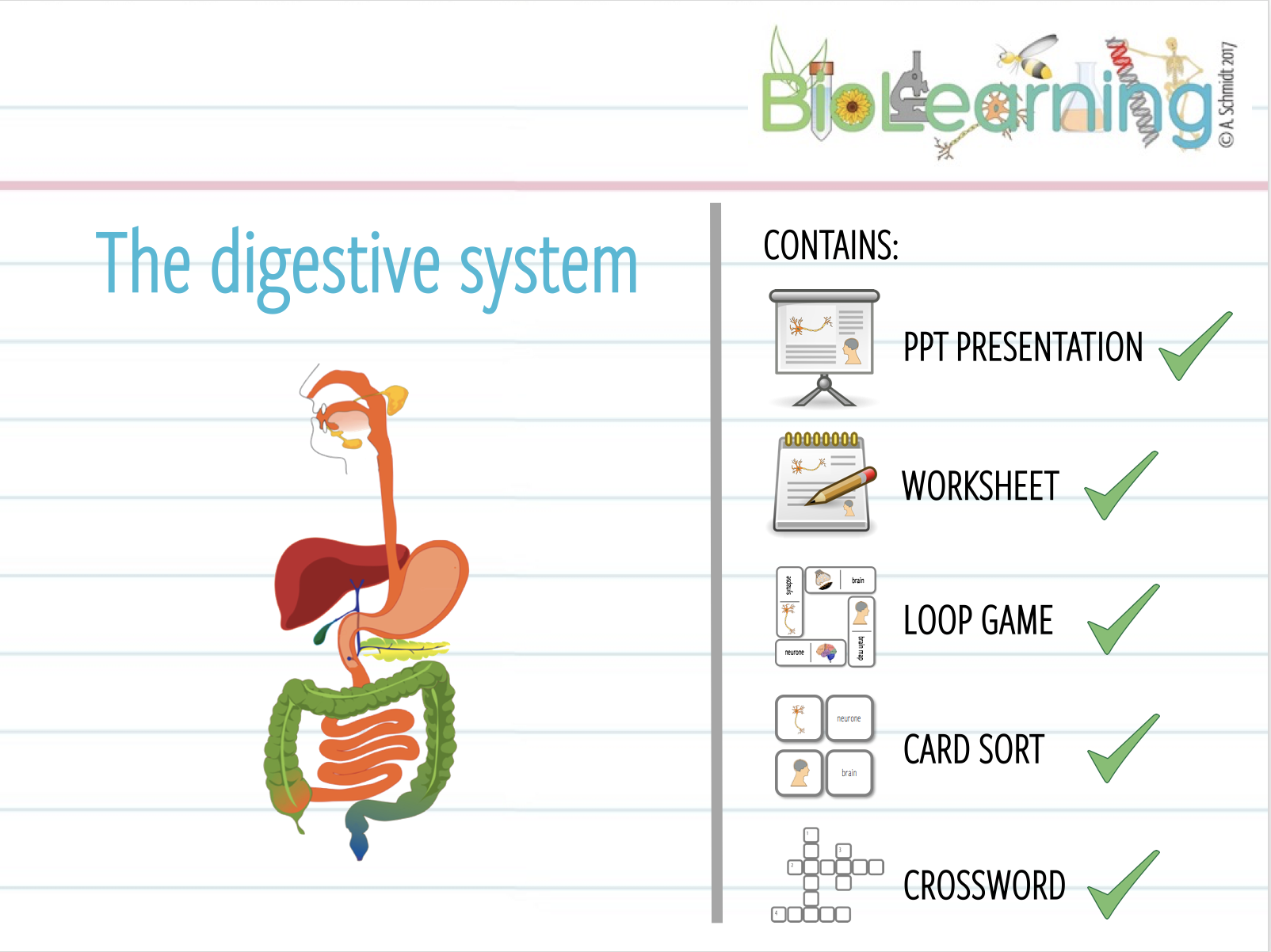 Digestive system - PPT / WS / Loop Game/ Card sort / Crossword - 5 ...