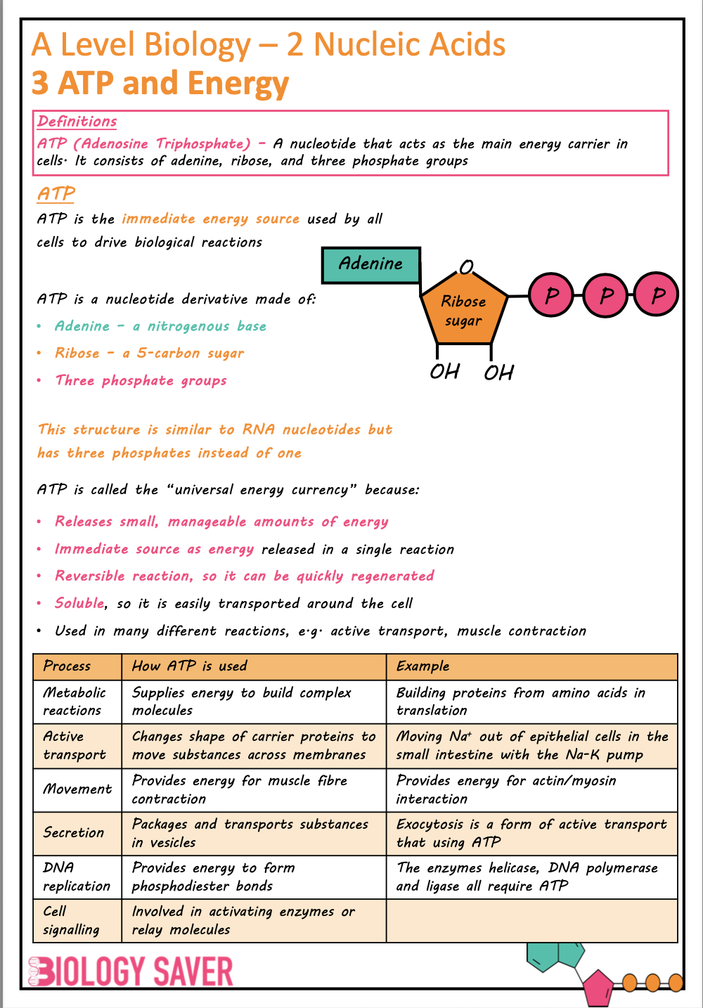 A Level Bio Lesson - 2.3 ATP and Energy | Teaching Resources