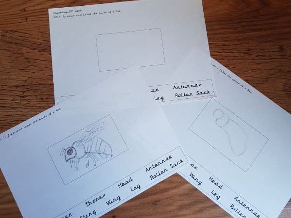 Bee Drawing | Teaching Resources