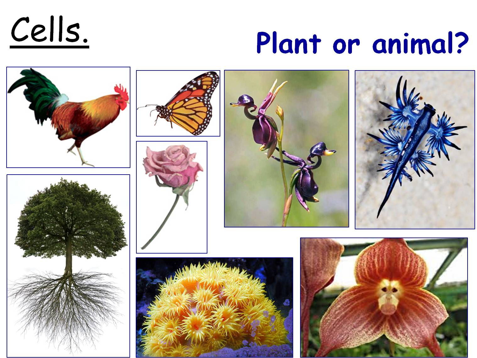 OnSpecScience - Teaching Resources - TES