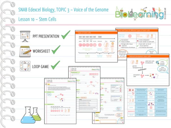 SNAB Biology Topic 3 - Lesson 10 (Stem Cells) - WS, PPT and Loop Game ...