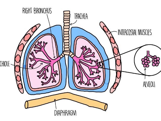 AS Level Biology - The Gas Exchange System | Teaching Resources