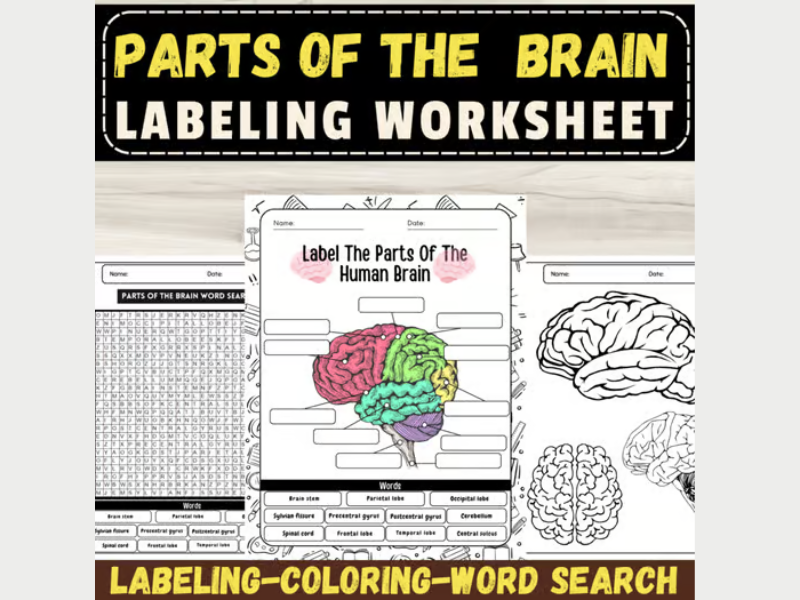 Label the Parts of the Human Brain Anatomy: Labeling Worksheets with ...
