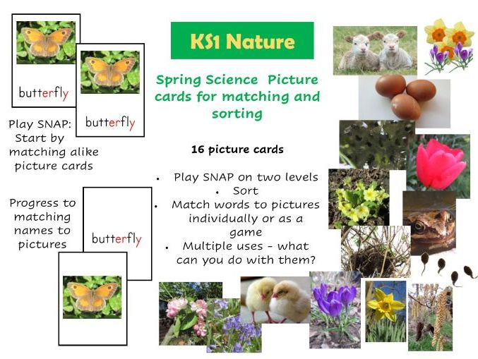 Plant Worksheets and Projects: Primary Science Teaching Resources ǀ Tes