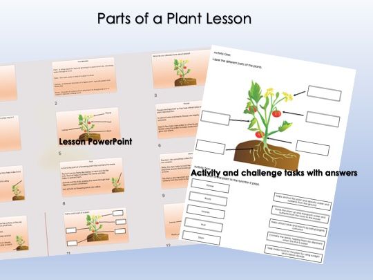Year 3 Plants Parts Of A Plant Lesson Teaching Resources
