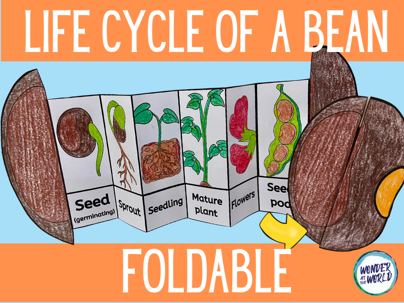 Life Cycle Of Bean Plant Worksheet Life Cycle Of Bean Plant Worksheet