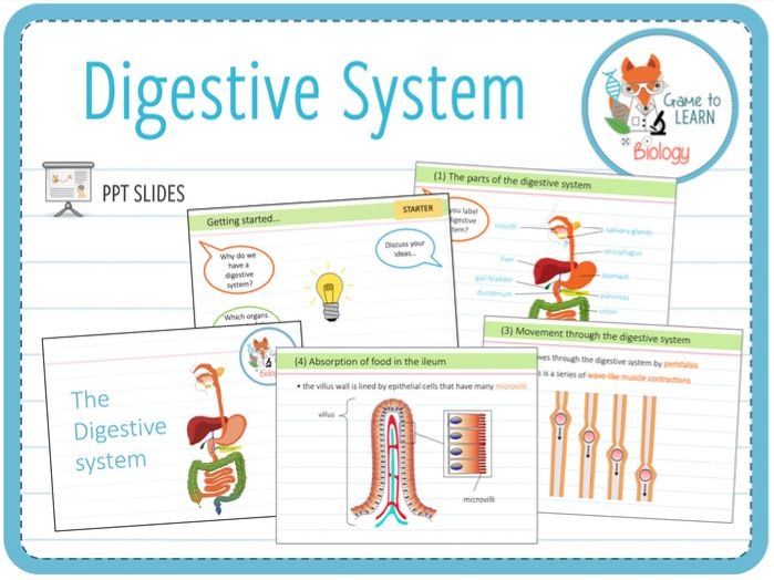 Digestive system - Powerpoint PPT (KS3/4) | Teaching Resources