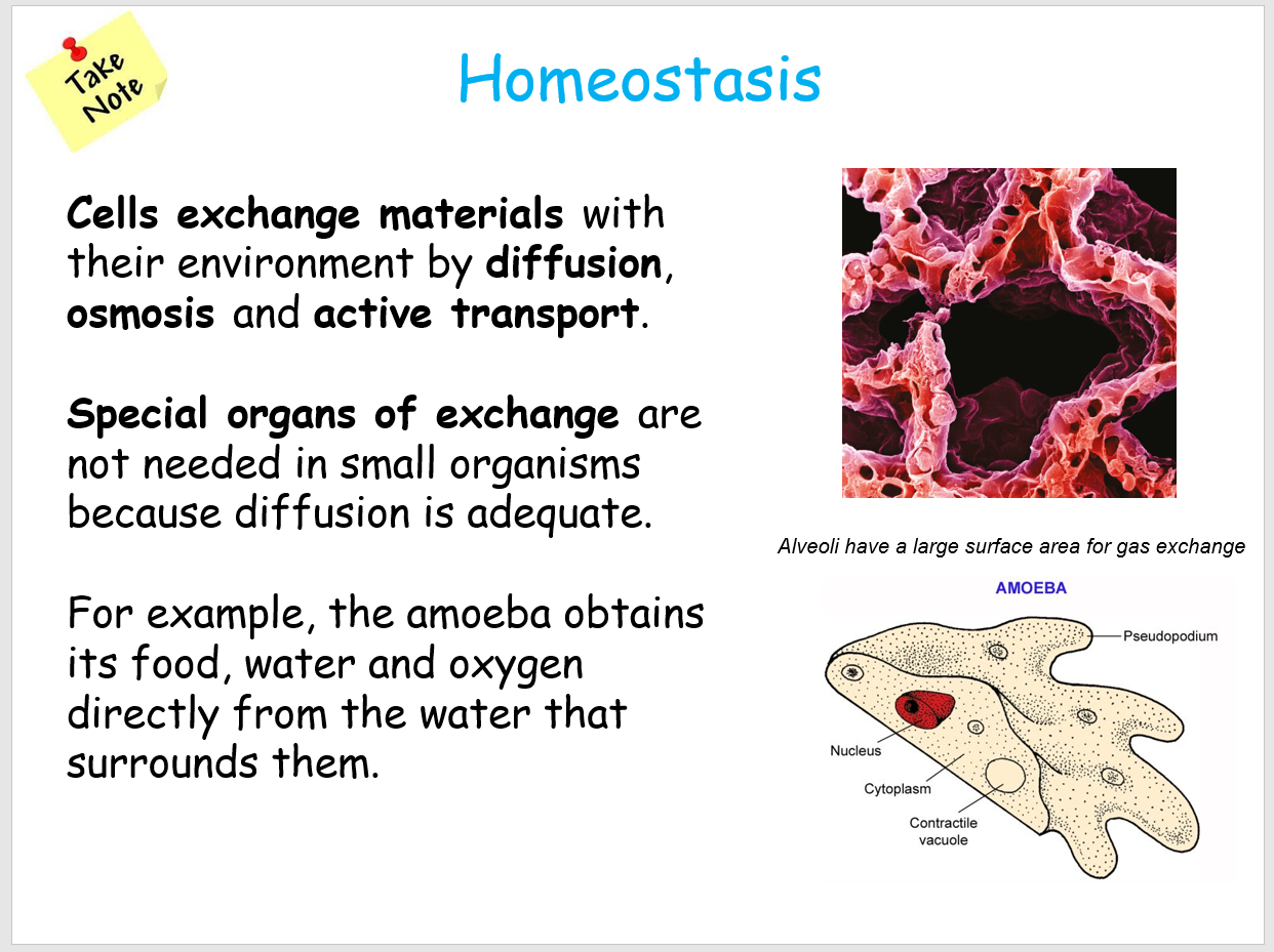 LC - Biology - 3.4.1 & 3.4.2 - Homeostasis | Teaching Resources