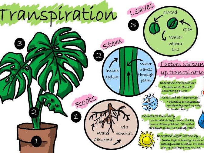 Transpiration Worksheet