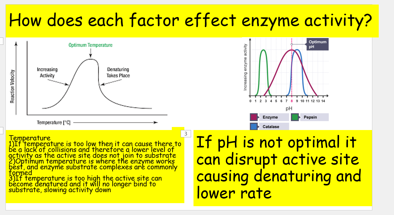 Enzymes AQA BIOLOGY REQUIRED PRACTICAL 5 | Teaching Resources