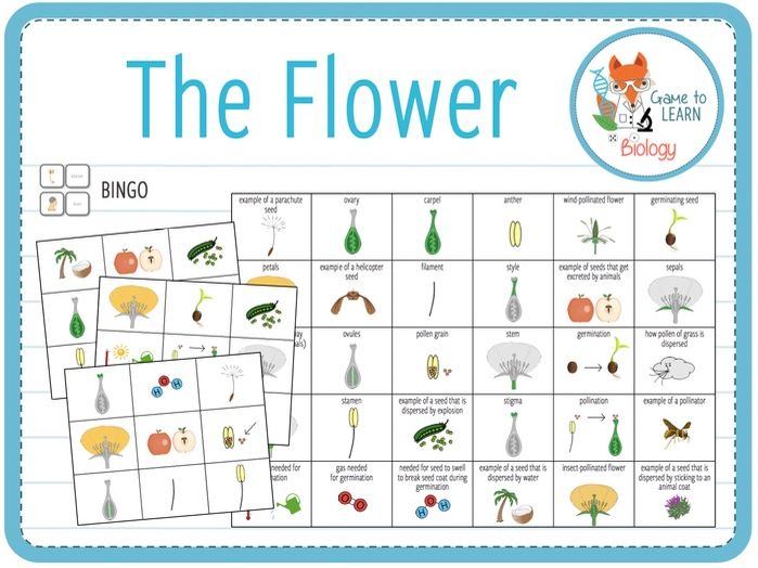 The Flower and plant reproduction - Bingo (KS2/3) | Teaching Resources