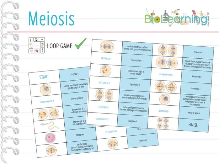 Meiosis - large Loop Game (KS4/5) | Teaching Resources