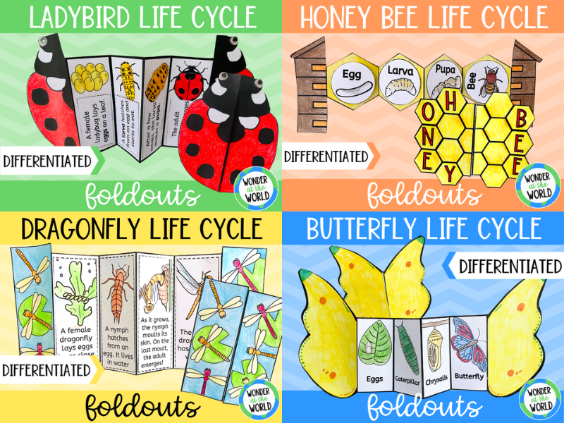 Insect life cycles foldables bundle | Teaching Resources