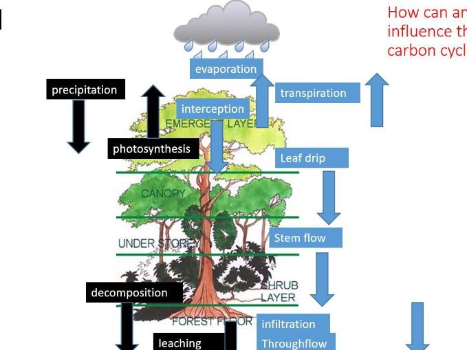 A Level; case study of a rainforest - human factors affecting water and ...
