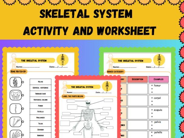 Human Body Systems | Skeletal System | Worksheets and activities ...