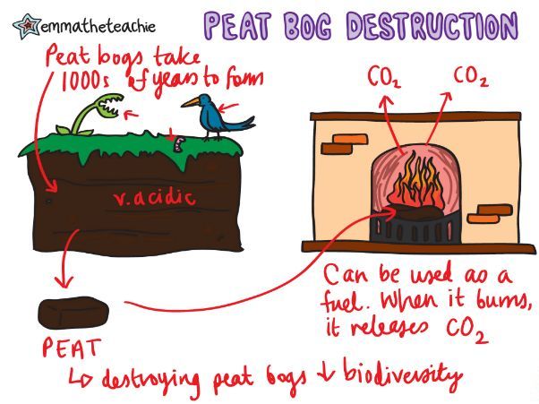 DEFORESTATION AND PEAT BOGS Revision & Questions GCSE 9-1 Bio ...