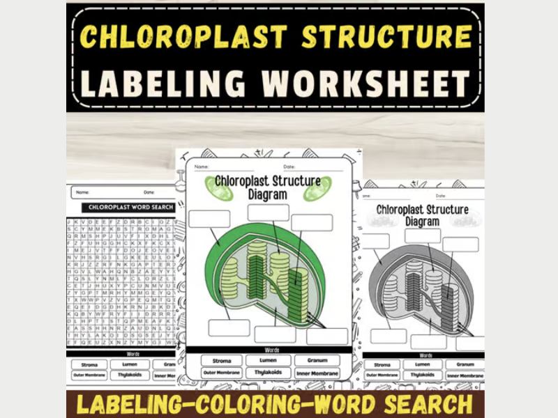 Label The Chloroplast Structure Diagram:Labeling, Word Search, and ...
