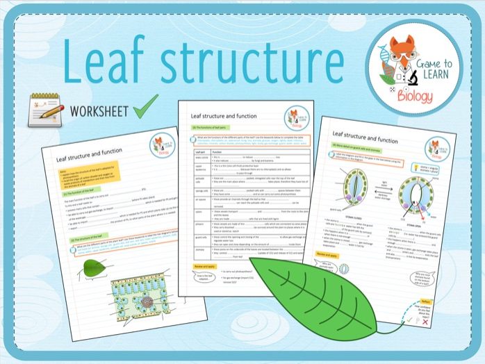 Leaf Structure Worksheet KS3 4 Teaching Resources