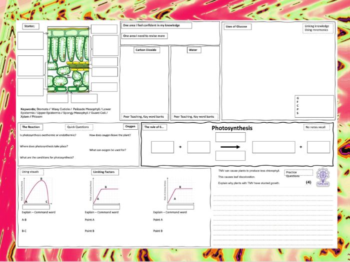 Photosynthesis Revision Lesson + A3 Mat | Teaching Resources