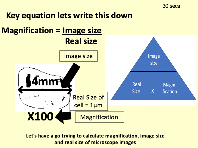 AQA Magnification Calculations Teaching Resources