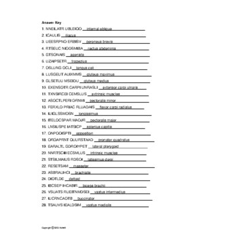 Muscles of the Body Vocabulary Word Scramble for Anatomy | Teaching ...