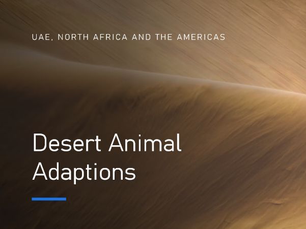 Desert Animal Adaptations – UAE, Sahara & Beyond (Grade 4–5 UAE Social ...