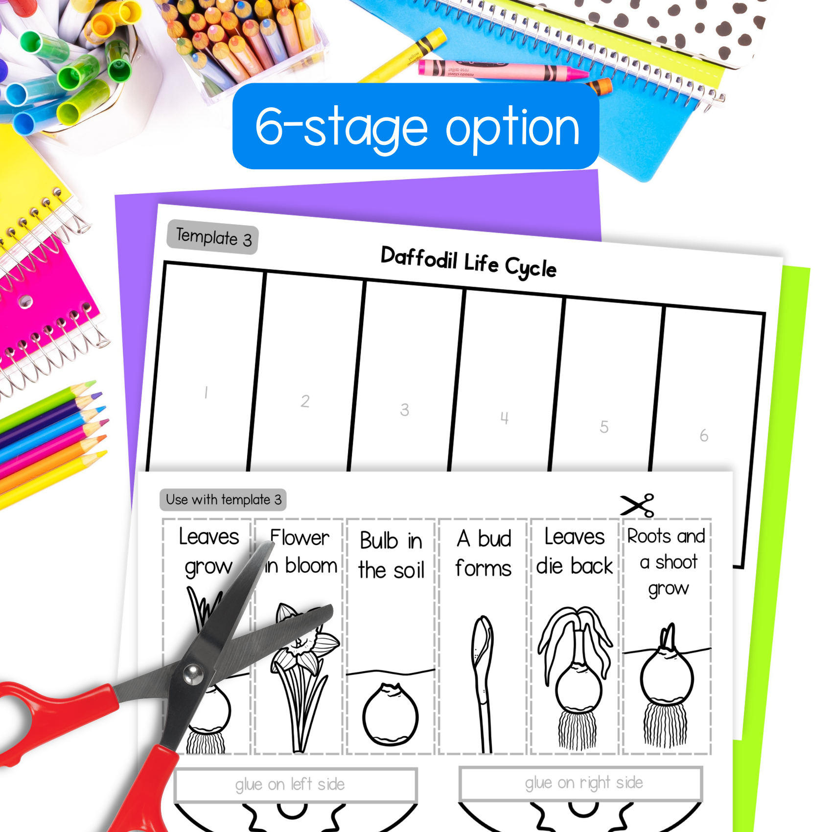 Life cycle of a daffodil flower spring science foldout activity KS1 KS2 ...