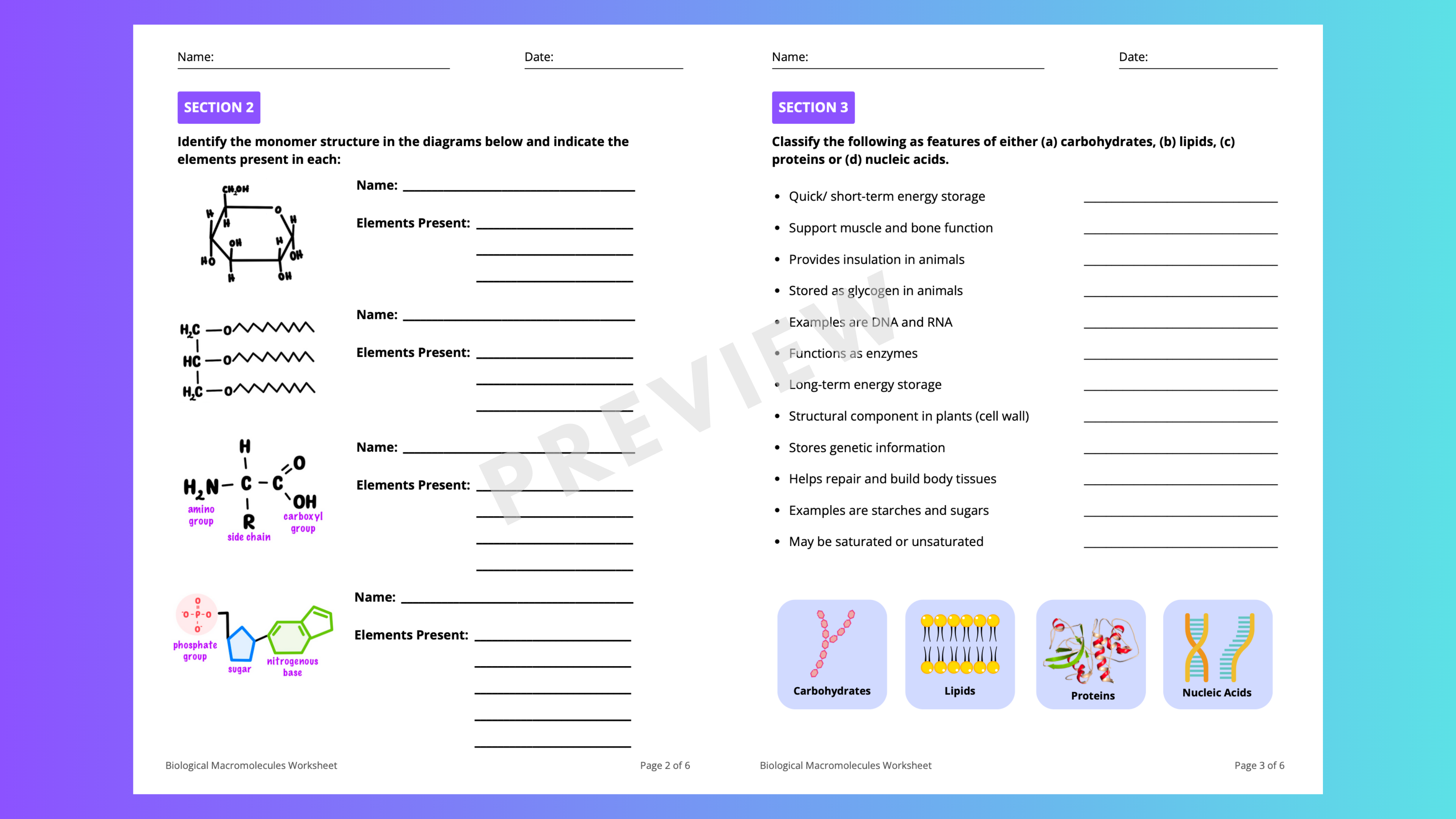Biological Macromolecules - Worksheet & Summary Sheet for High School ...