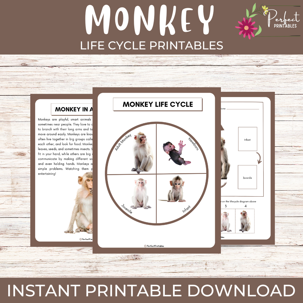 Life Cycle of a Monkey Worksheet- Animal Science Unit Study With Fun ...