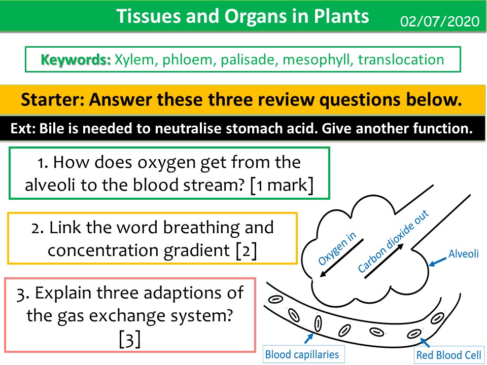 Tissues and Organs in Plants | Teaching Resources