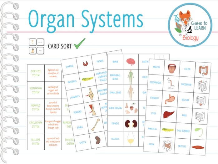 Organ systems - Card sort (KS3/4) | Teaching Resources