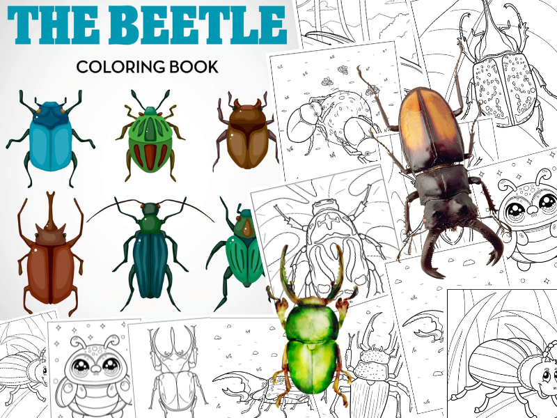Explore the Fascinating World of Insects with Beetles Printable ...
