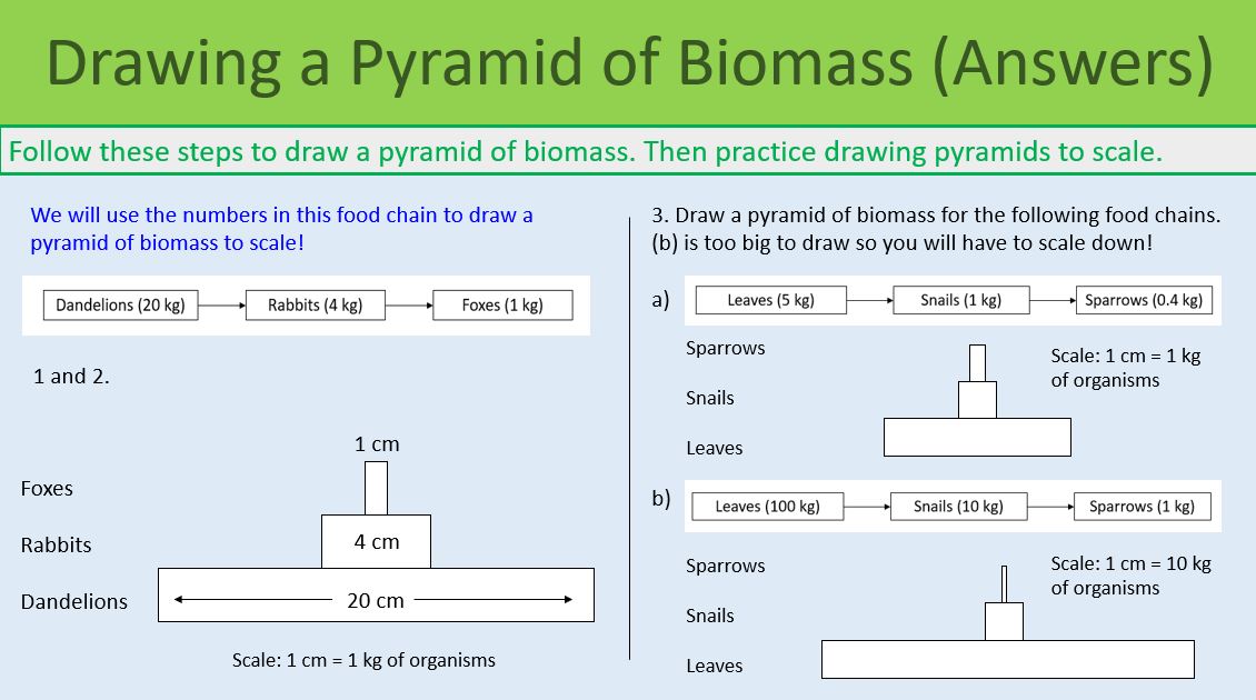 Biomass Lesson GCSE Biology | Teaching Resources