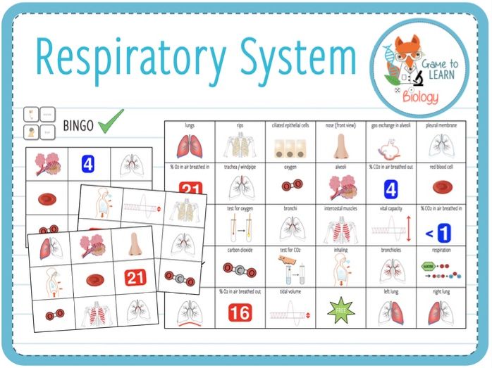 Respiratory System - Bingo (KS3/4) | Teaching Resources