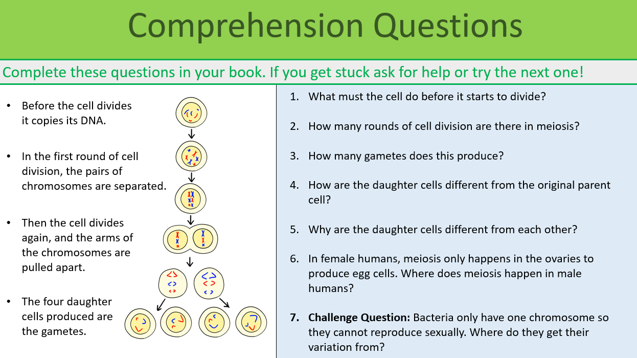 Sexual Reproduction and Meiosis Lesson GCSE Biology | Teaching Resources