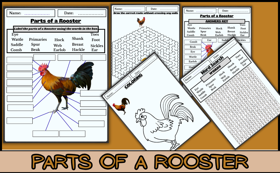 Parts of a rooster/Rooster anatomy worksheet/Farm animal labeling ...