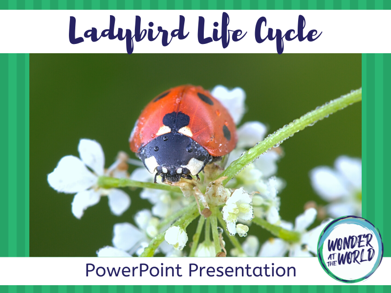 Insect Life Cycle PowerPoints KS2 | Teaching Resources