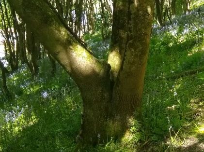 Five descriptions of trees | Teaching Resources