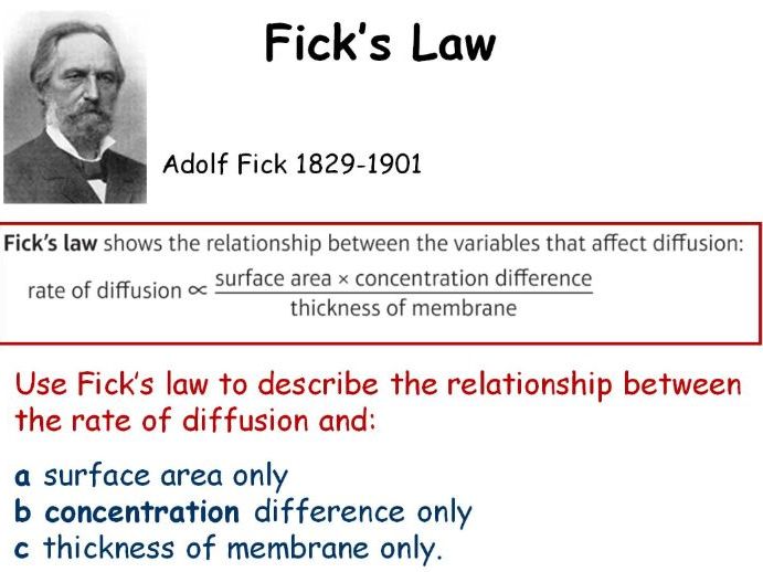 Factors Affecting Diffusion Fick s Law GCSE Biology Lesson SB8b