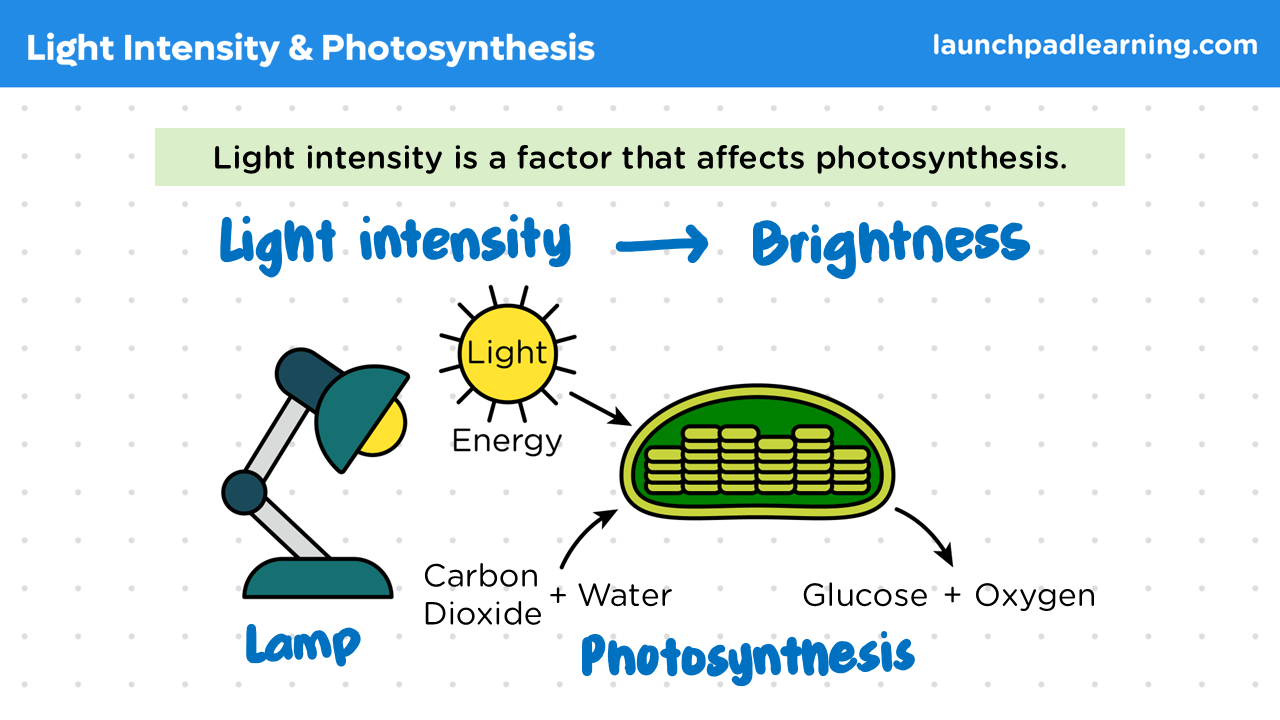 GCSE AQA Biology Complete Lesson - Photosynthesis and Light Intensity ...