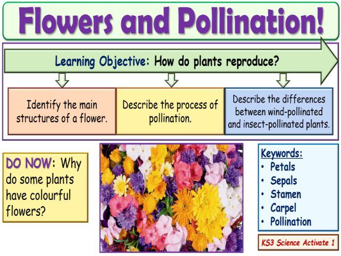 Flowers and Pollination KS3 Activate Science | Teaching Resources