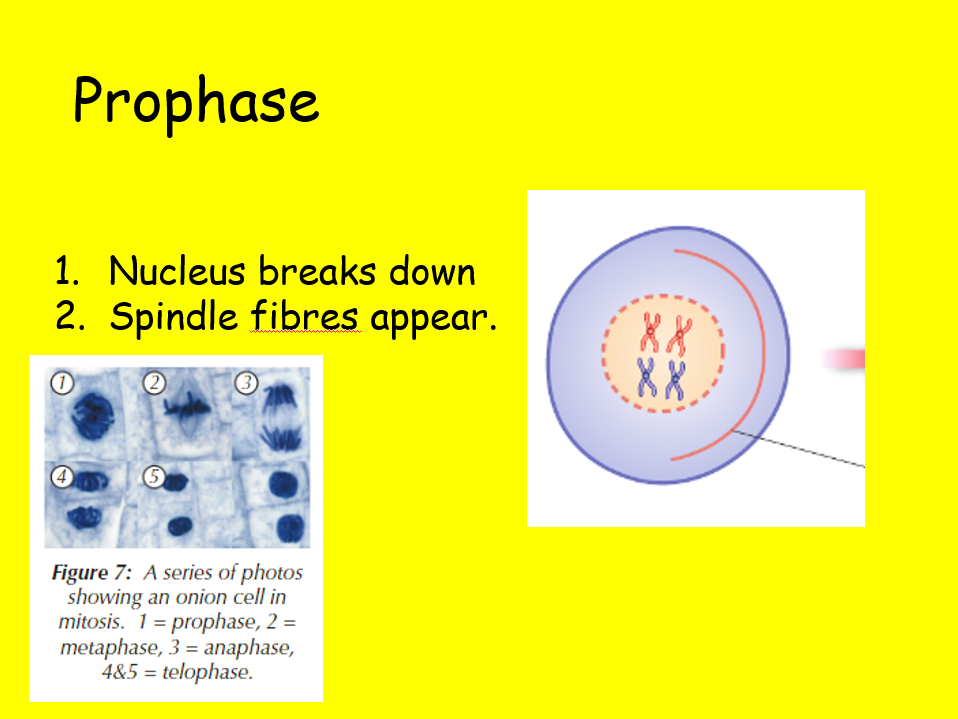 Edexcel CB2 SB2 Mitosis Complete Lesson - GCSE Biology/ Combined ...