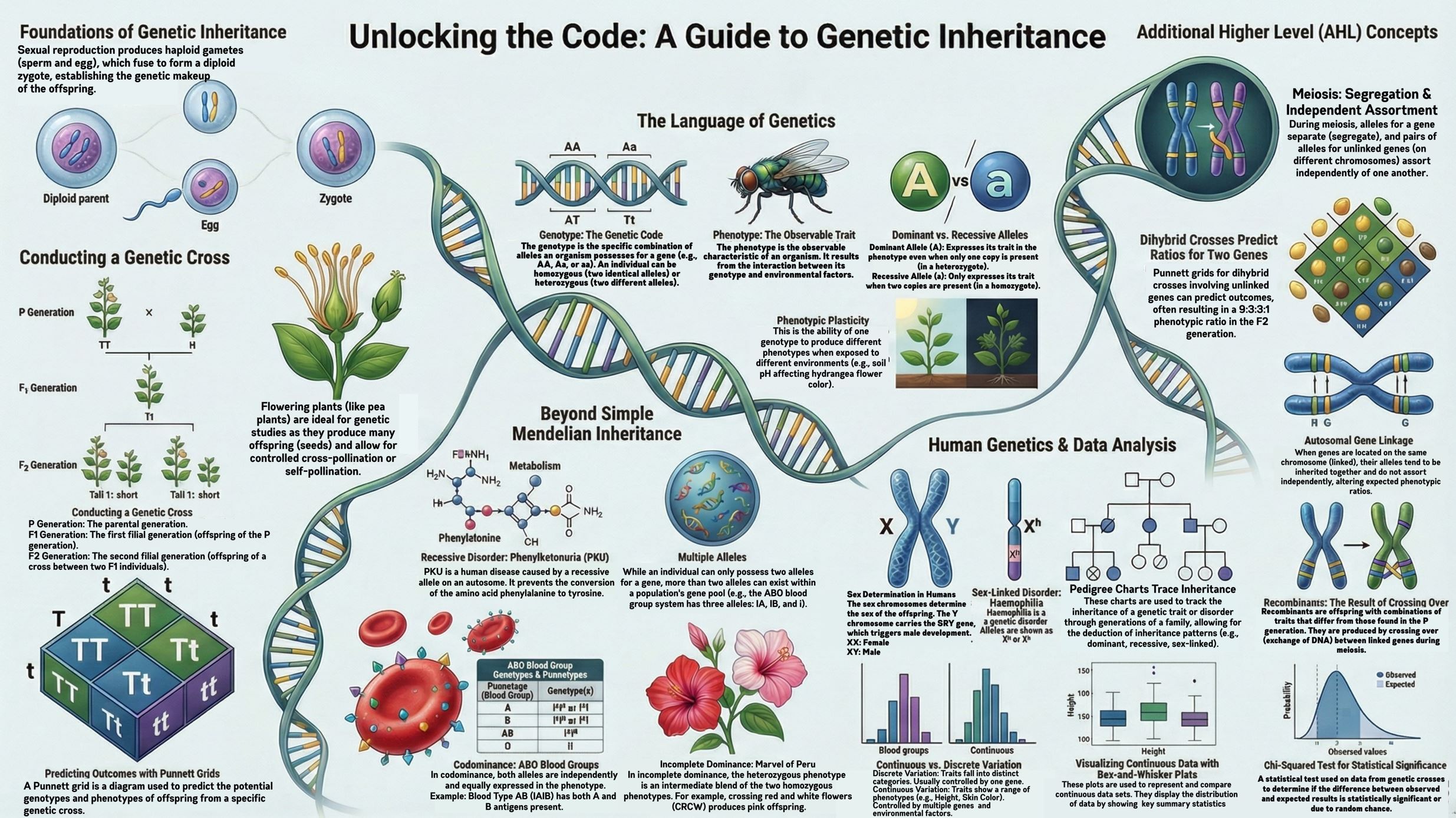 IB DP Biology Digital Infographic Poster: D3.2 Inheritance (2026 ...